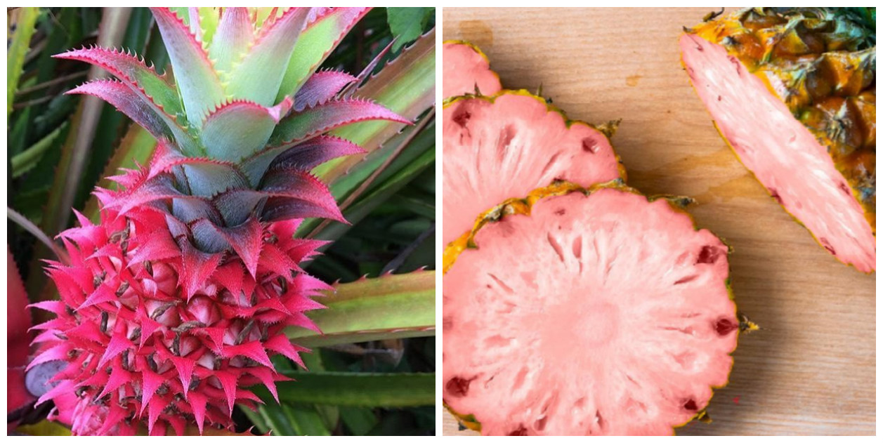 No, no estás soñando: ¡Las PIÑAS ROSAS existen!