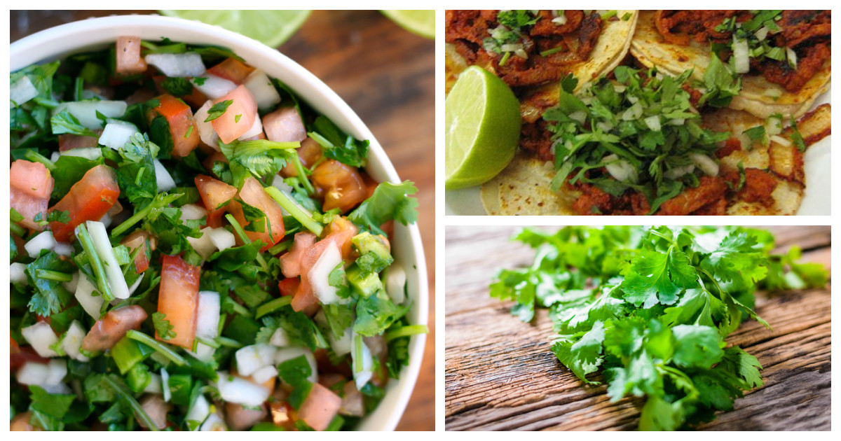 Estos son los usos y BENEFICIOS INSOSPECHADOS del CILANTRO que ...