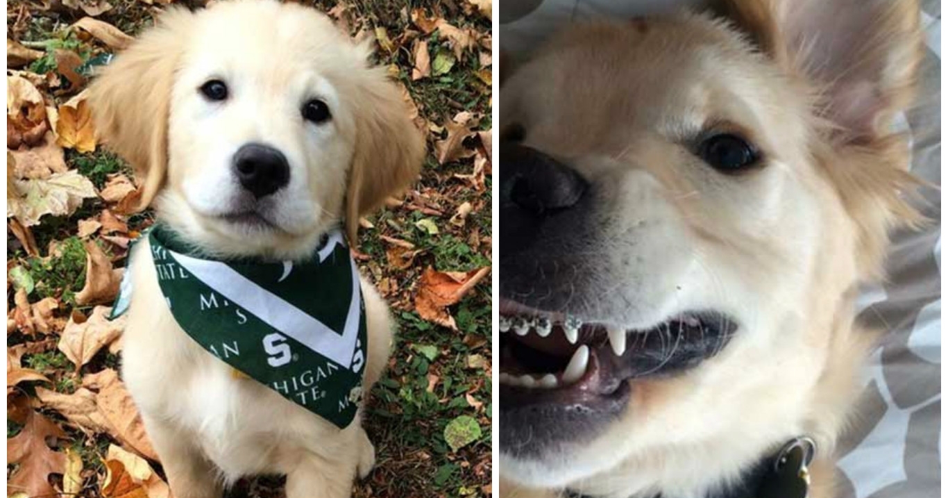 Este perrito es lo más adorable que verás hoy en Internet